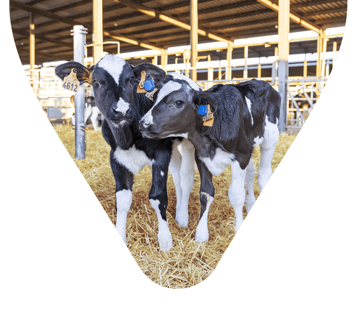 Youngstock - SenseHub